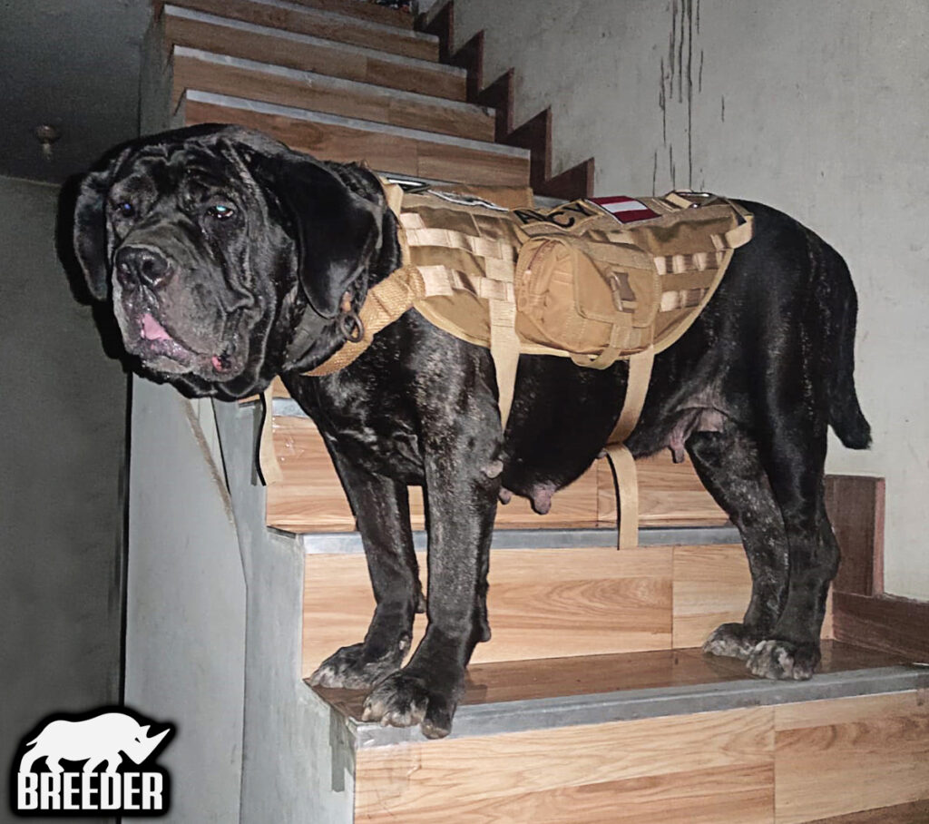 Chaleco Táctico Breeder – Breeder