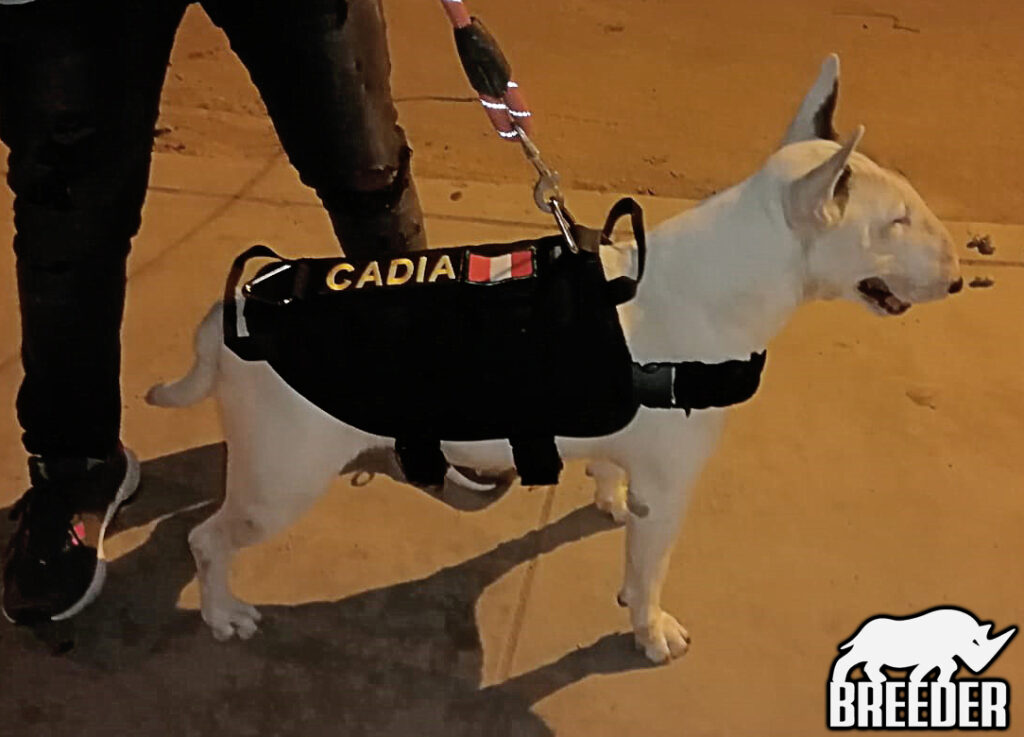 Chaleco Táctico Breeder – Breeder